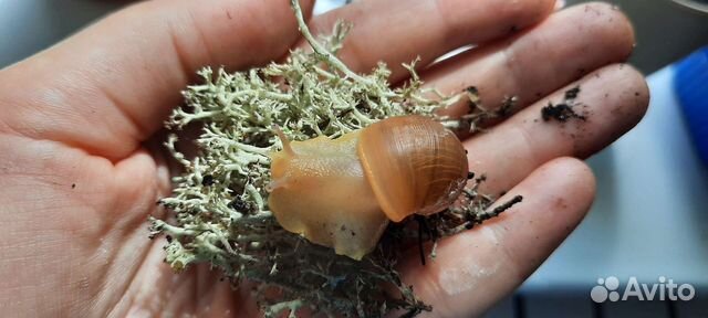 Мегасы улитки