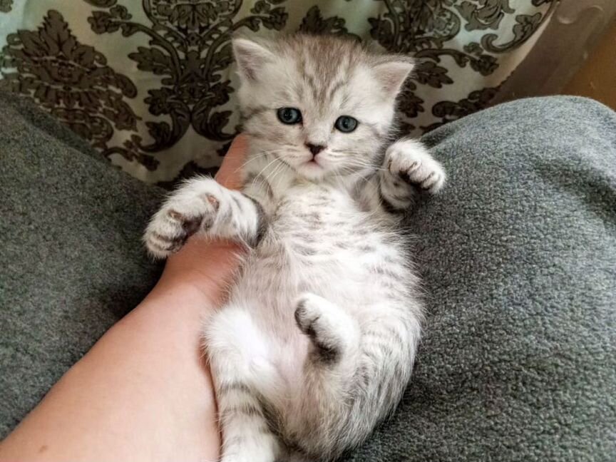 Вискас котенок