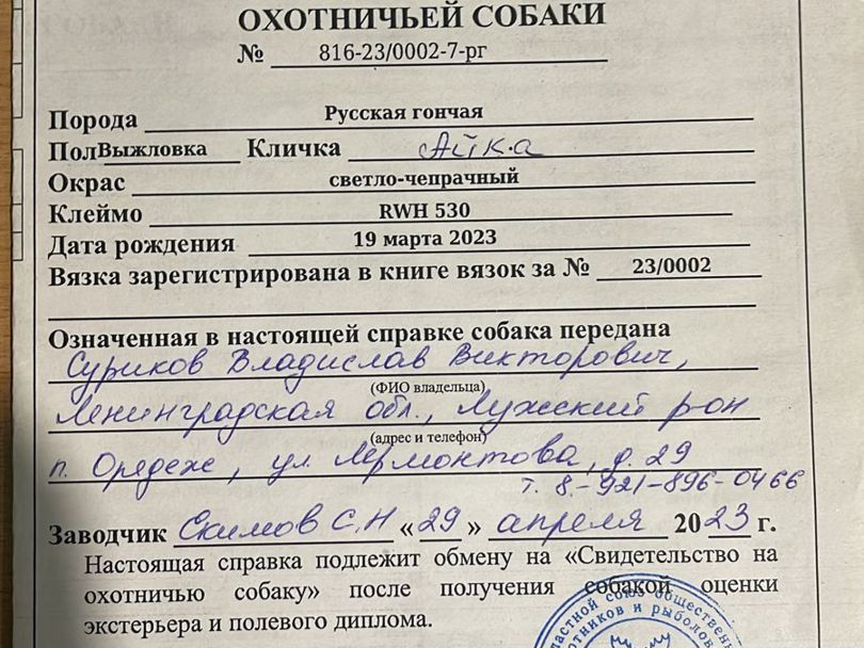 Продажа русских гончих
