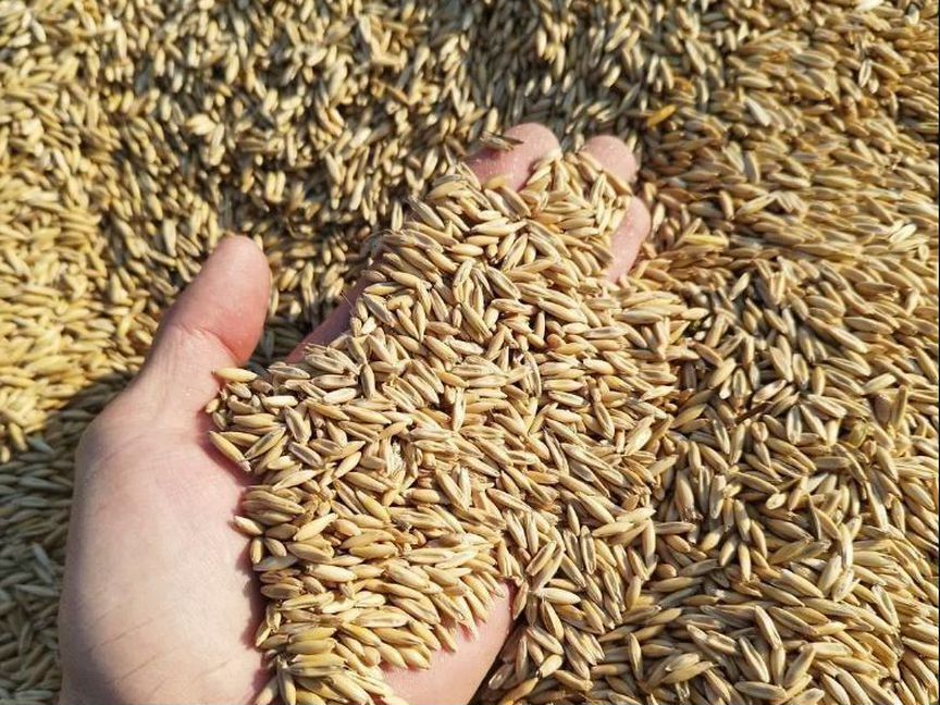 Зерносмесь овёс