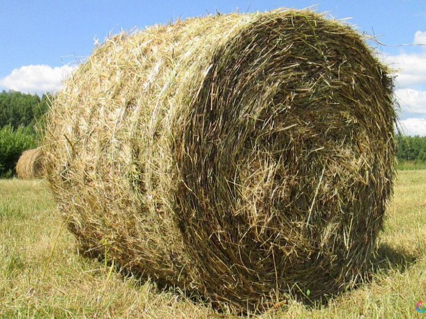Сено