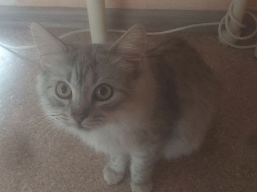 Отдам в добрые руки породистую