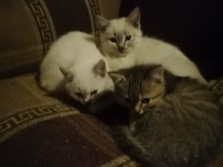 Котята в добрые руки