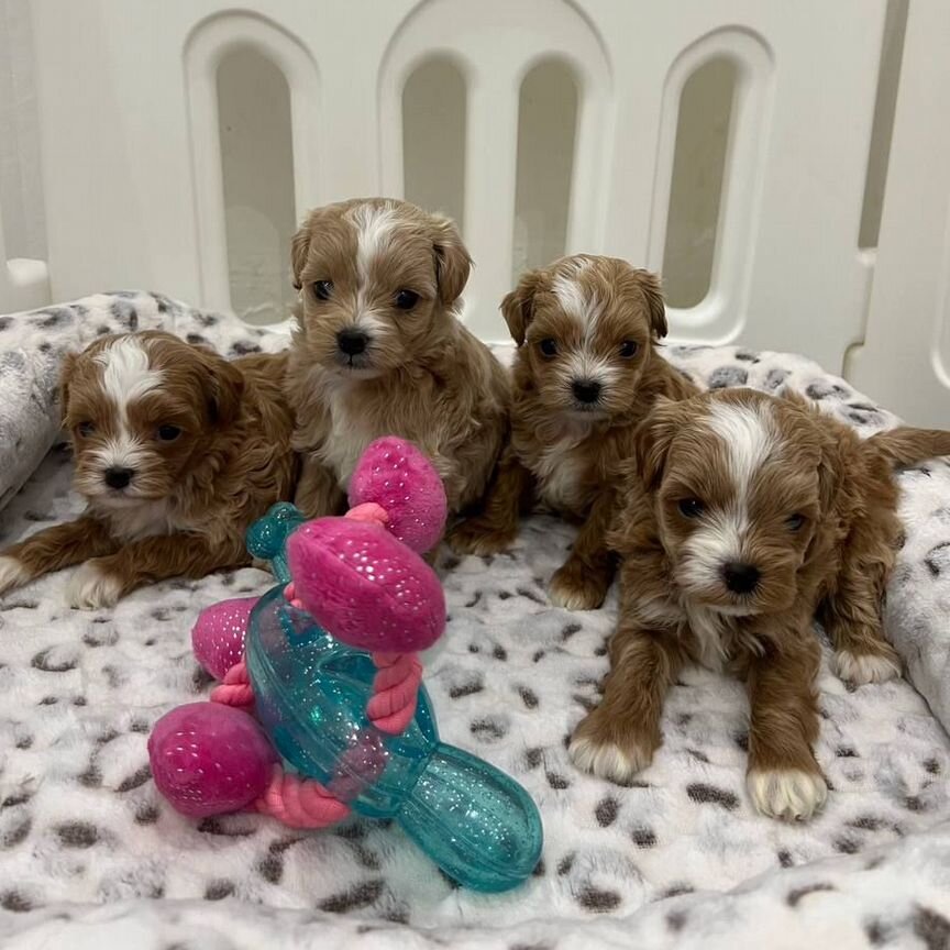 Мальтипу, щенок