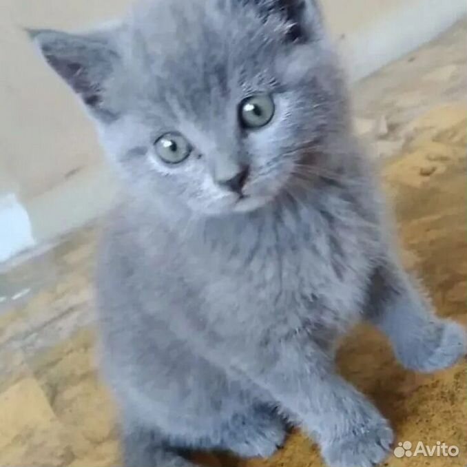 Кошечка в добрый руки, полукровка