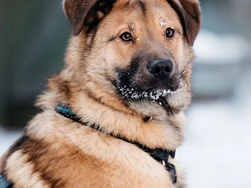 Собака