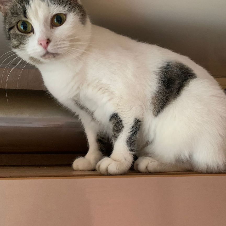 Кошечка Зефирка молоденькая стерилизована