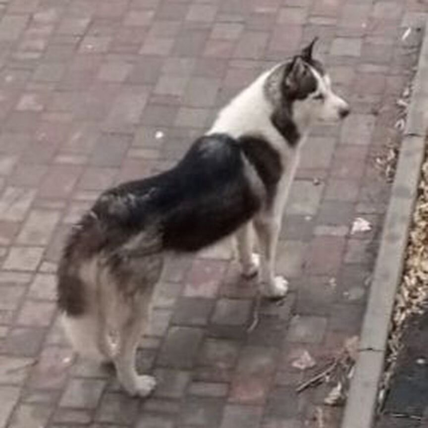 Хасик выживает на улице