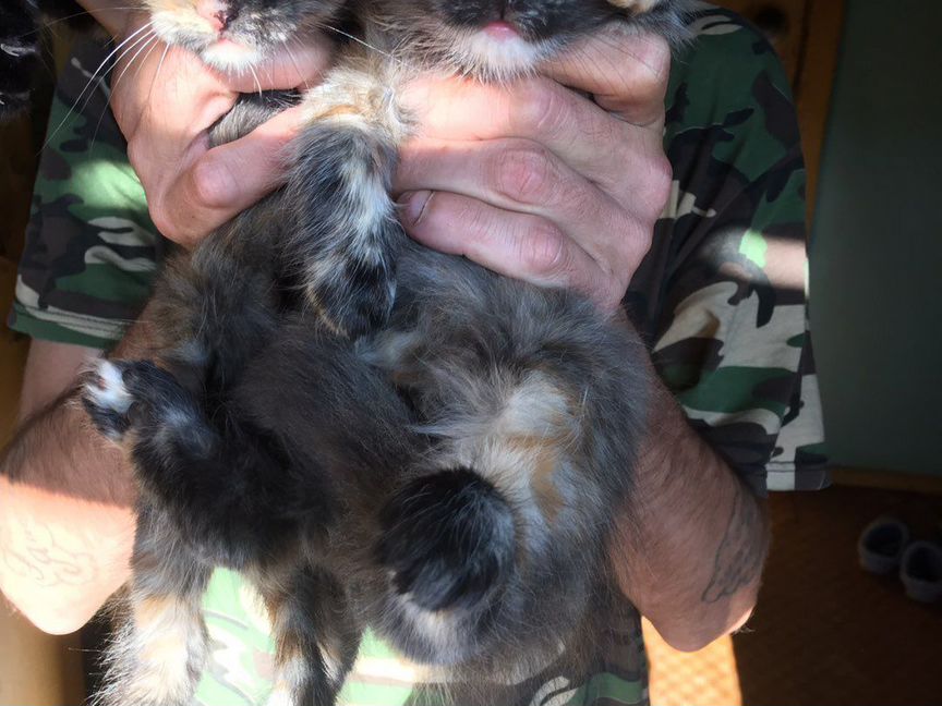 Домашние животные кошки