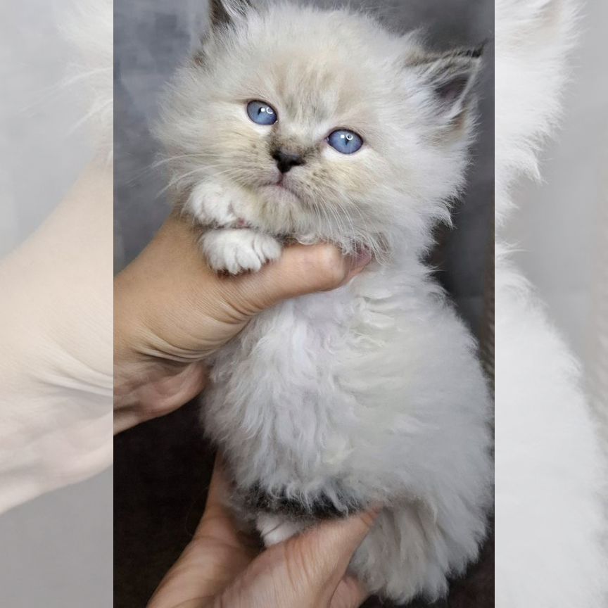 Невский маскарадный котёнок