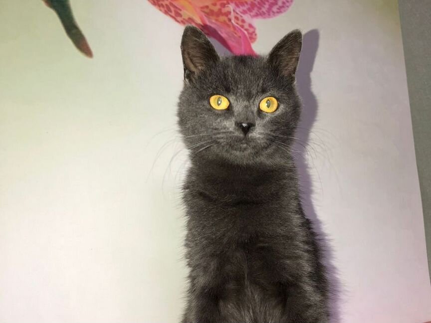 Котята русской голубой,4 месяца