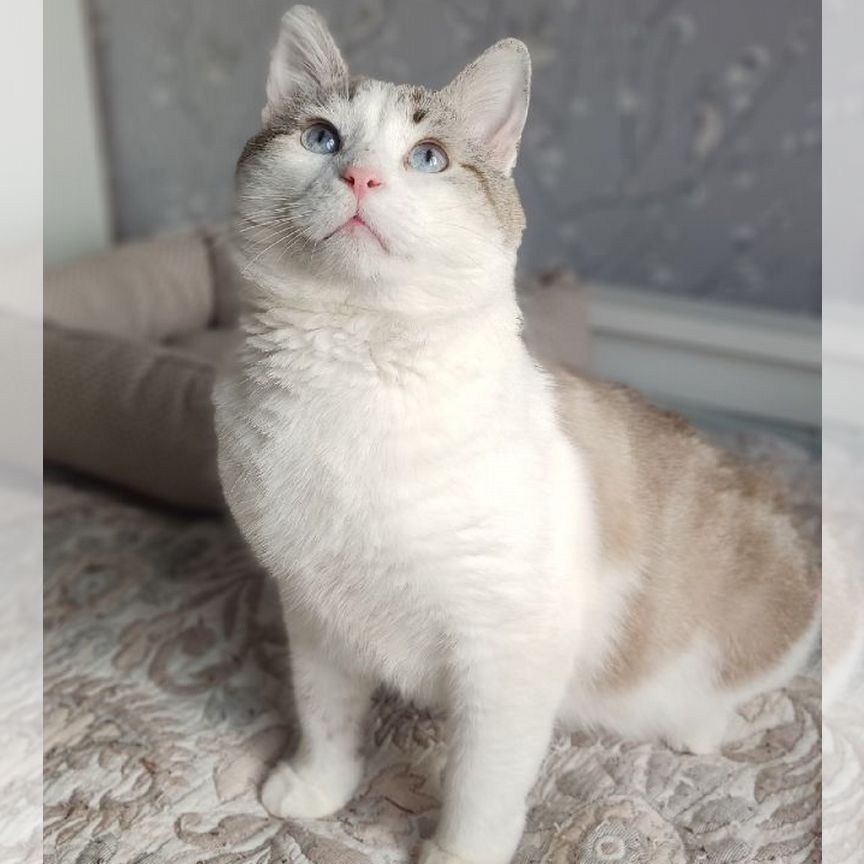 Взрослый кот в добрые руки