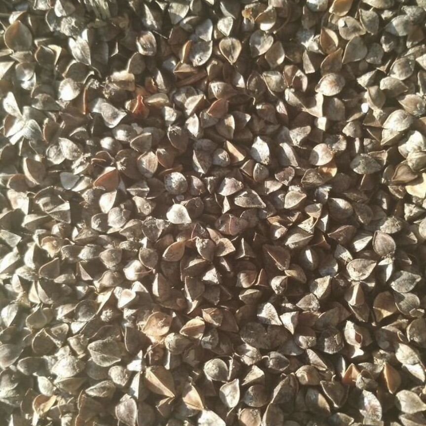 Гречка не шелушенная