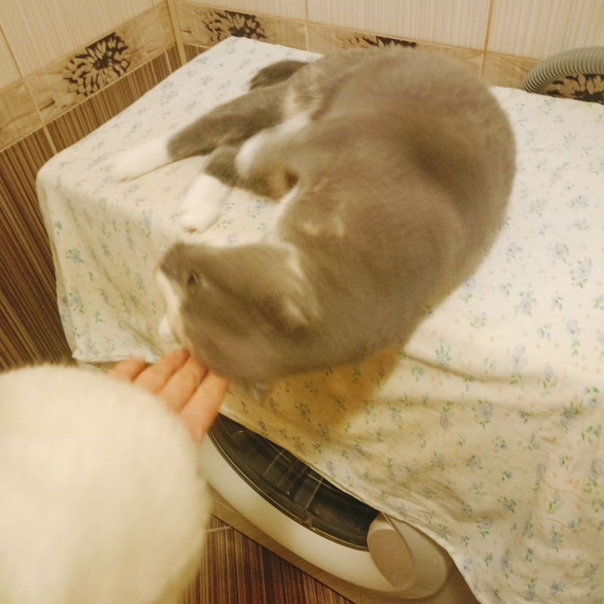 Отдам кошку в добрые руки
