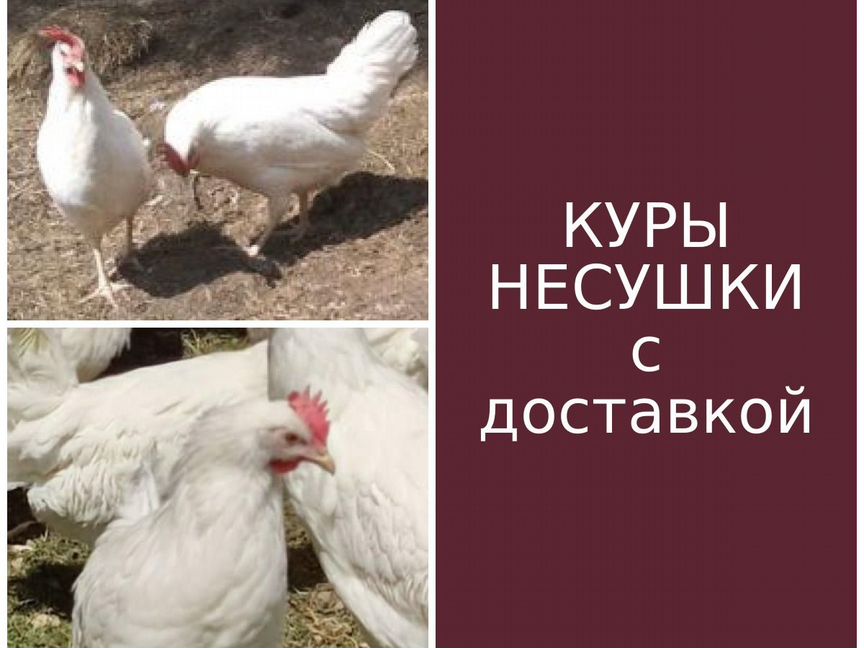 Куры несушки в адрес