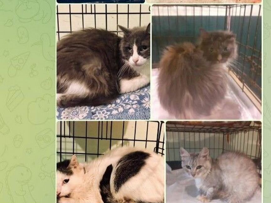 Помогите животные умирают