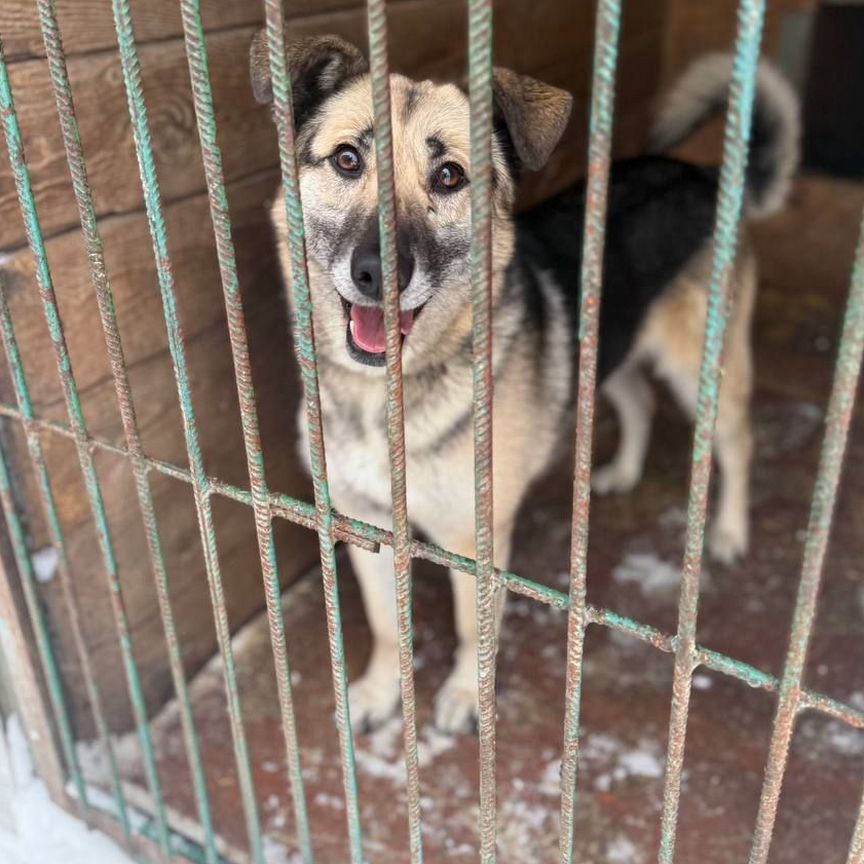 Взрослая собака в добрые руки