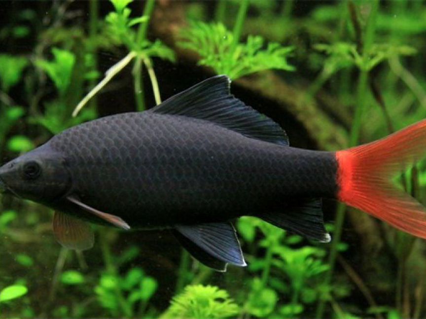 Аквариумные рыбки