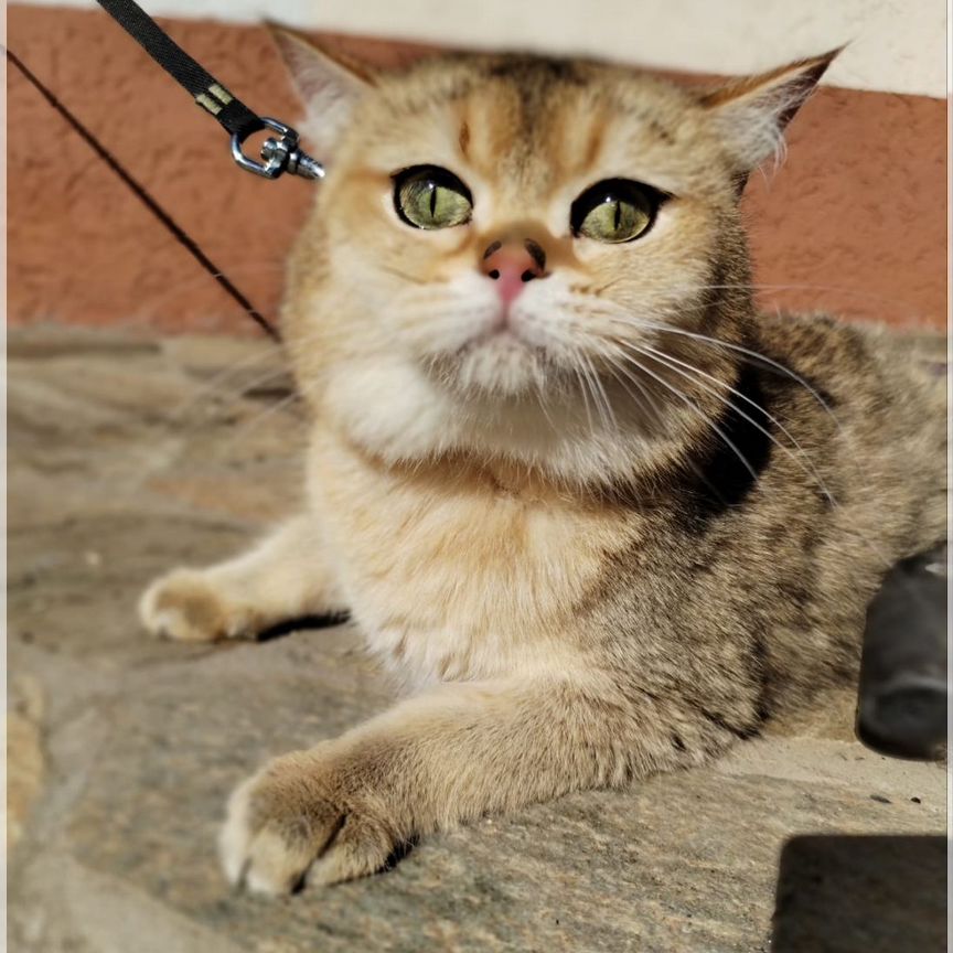 Британская золотистая шиншилла