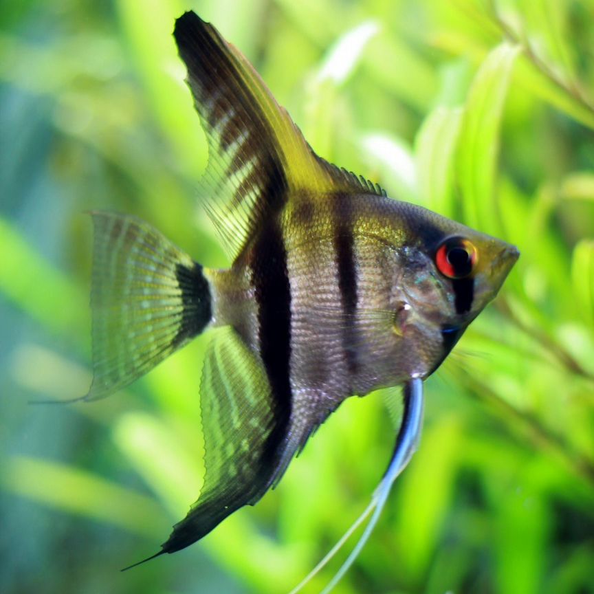 Скалярия зебра полосатая - Pterophyllum zebra