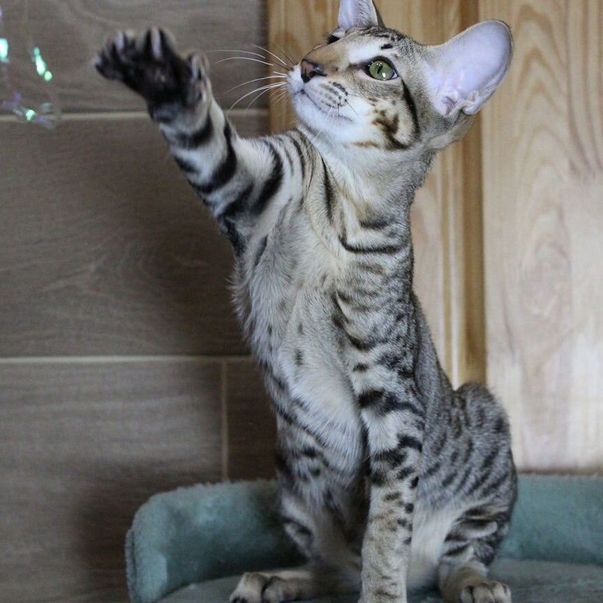 Ориентальный котёнок