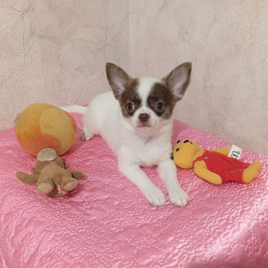 Красавица чихуахуа