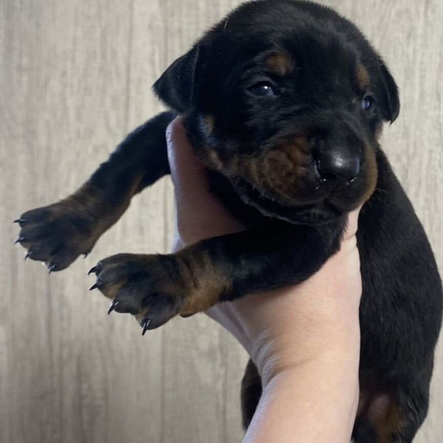 Доберман, щенок