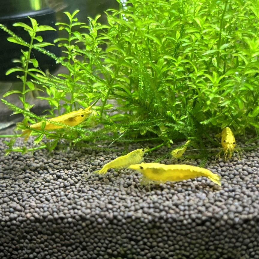 Креветки неокардины желтая