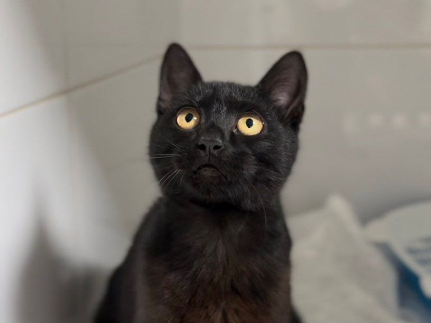 Котенок кошка ищет дом