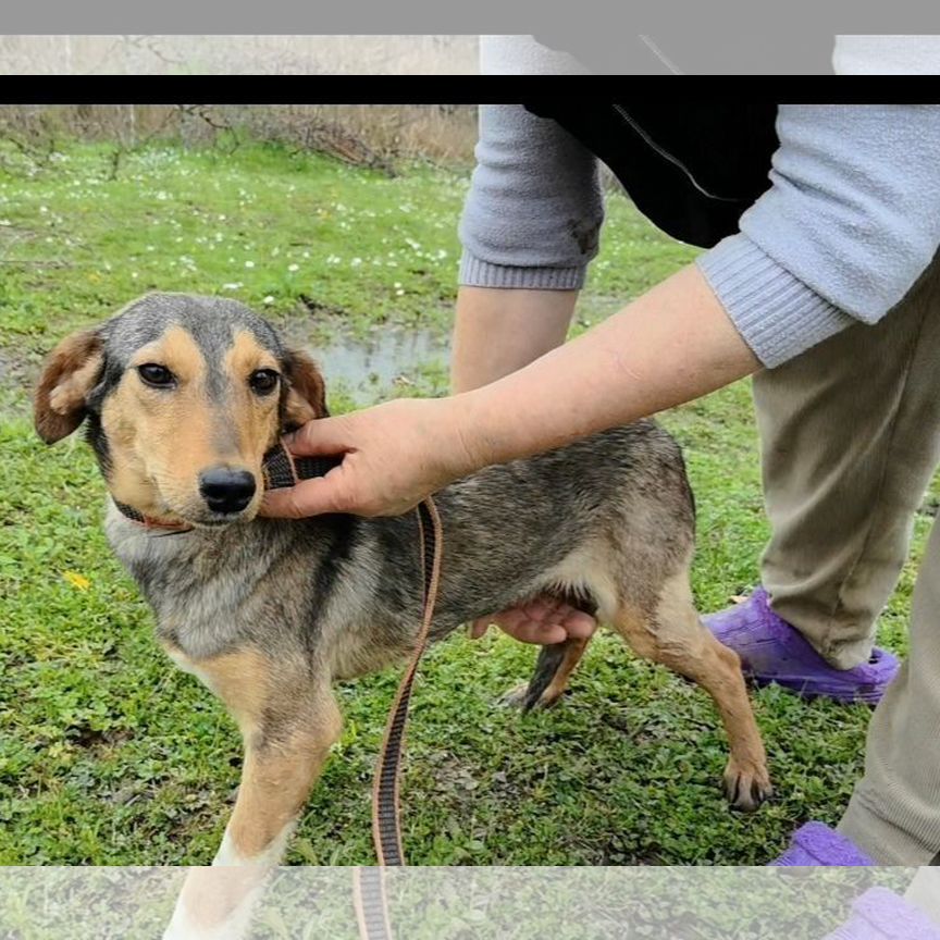 Щенок в добрые руки