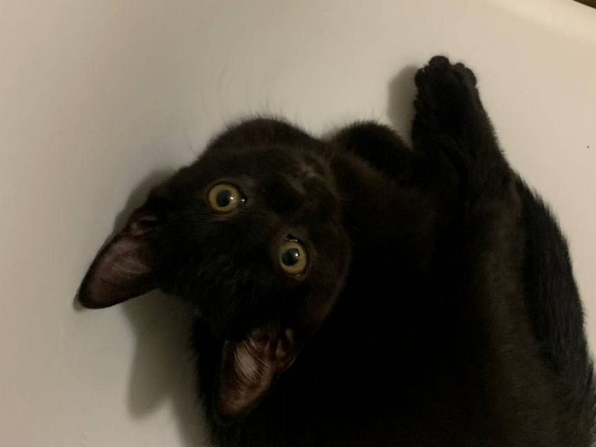 Котенок в добрые руки
