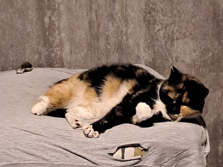 Кошка