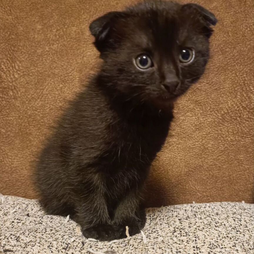Котик в добрые руки