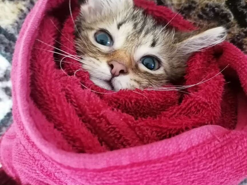 Очаровательные сибирские котята