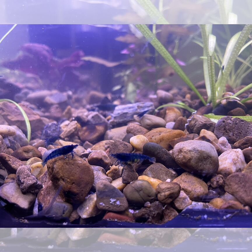 Синие креветки блю дрим