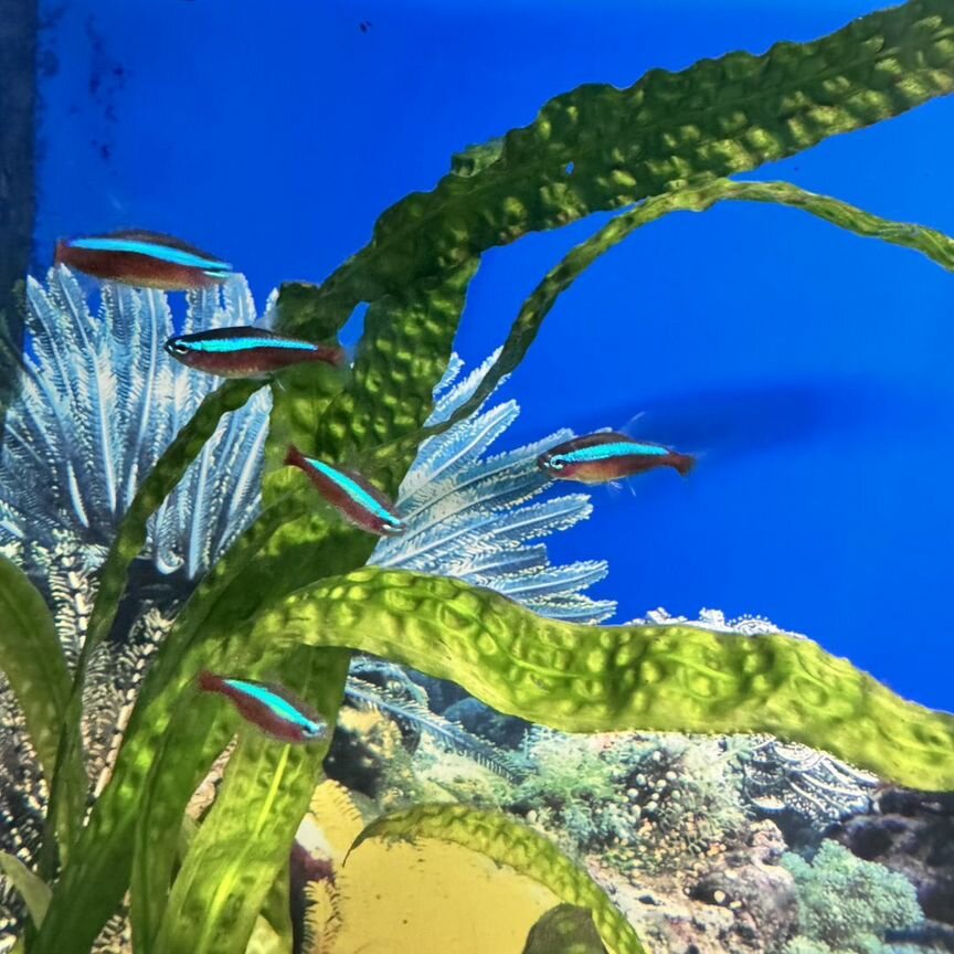 Неоны,данио