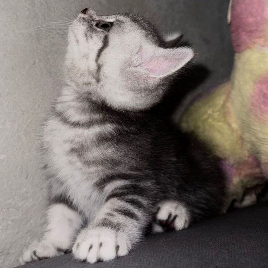 Шотландский прямоухий длинношёрстный котёнок