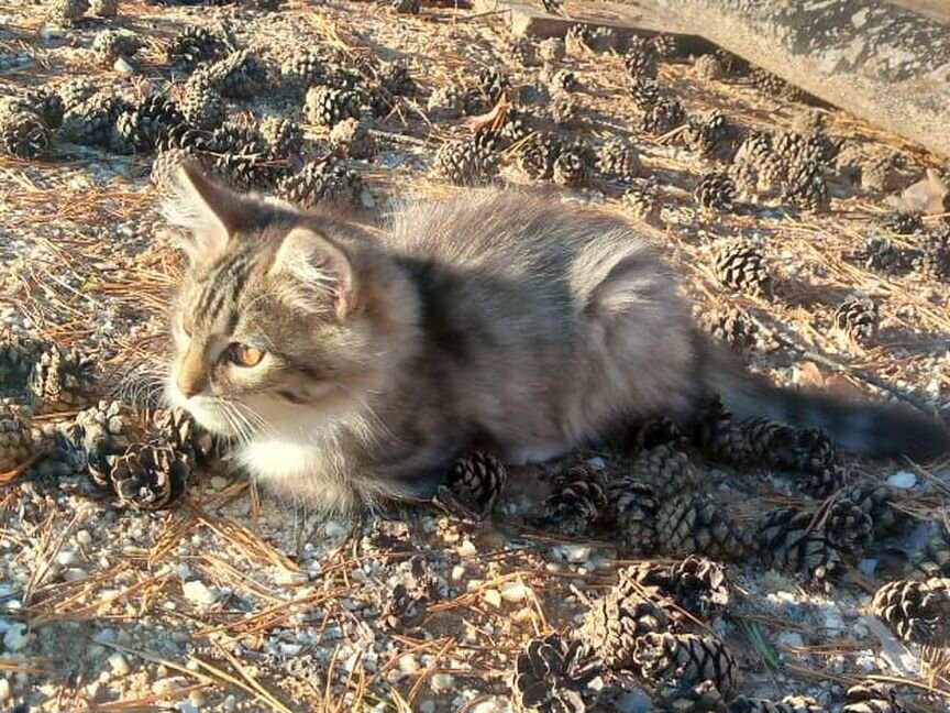 Котики бесплатно в добрые руки