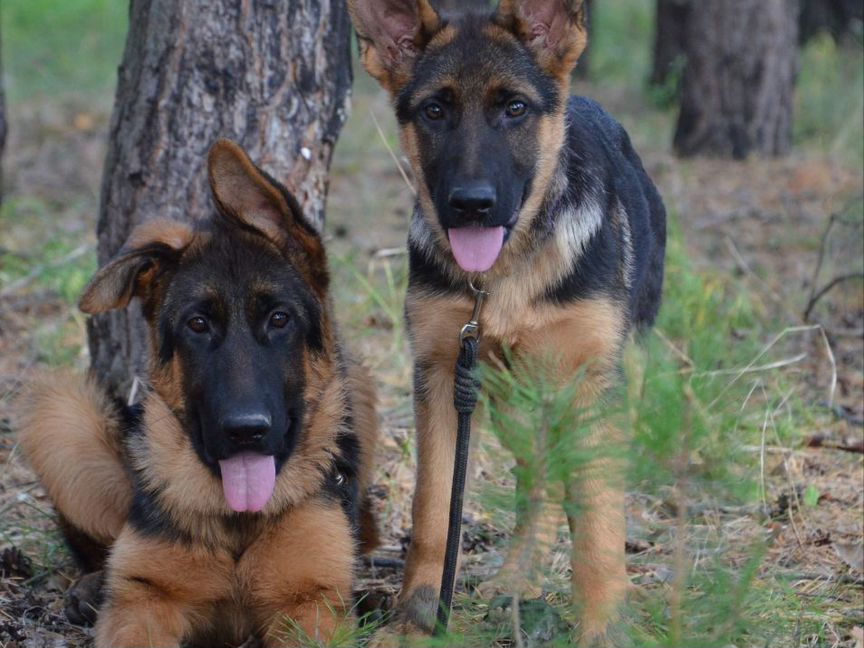 Немецкая овчарка девочка