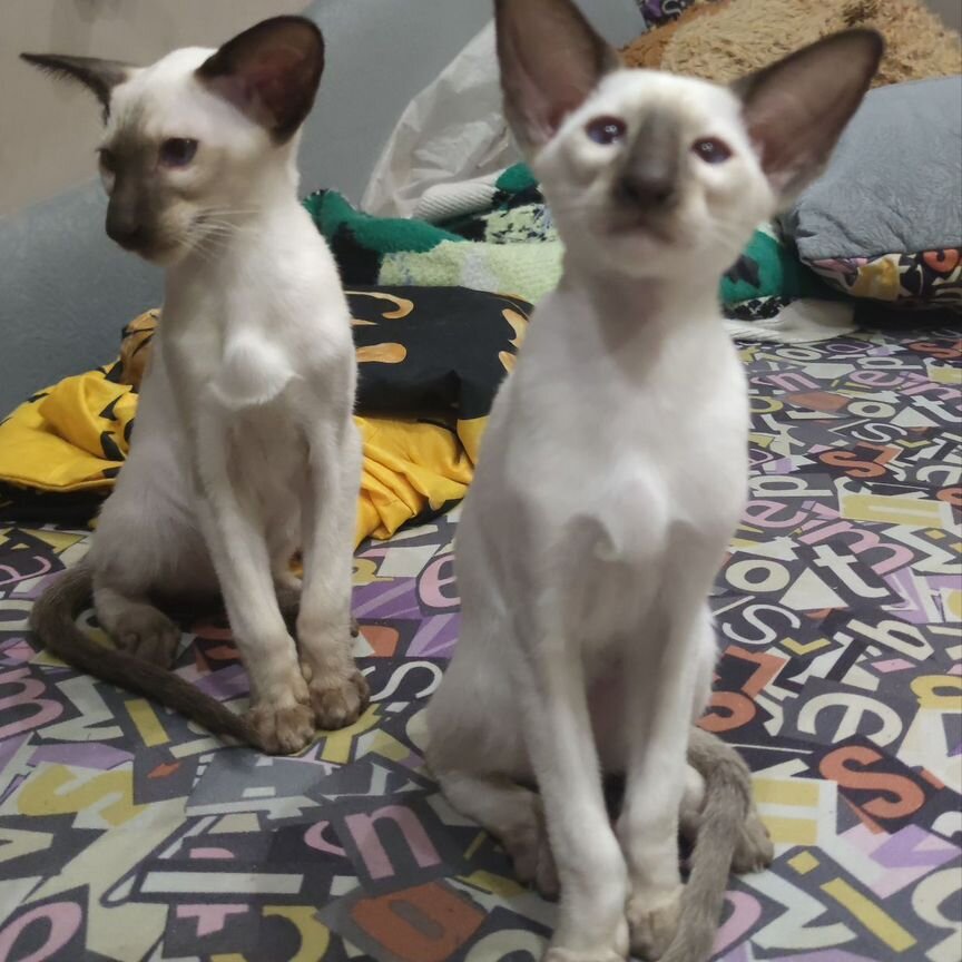 Ориентальные котята