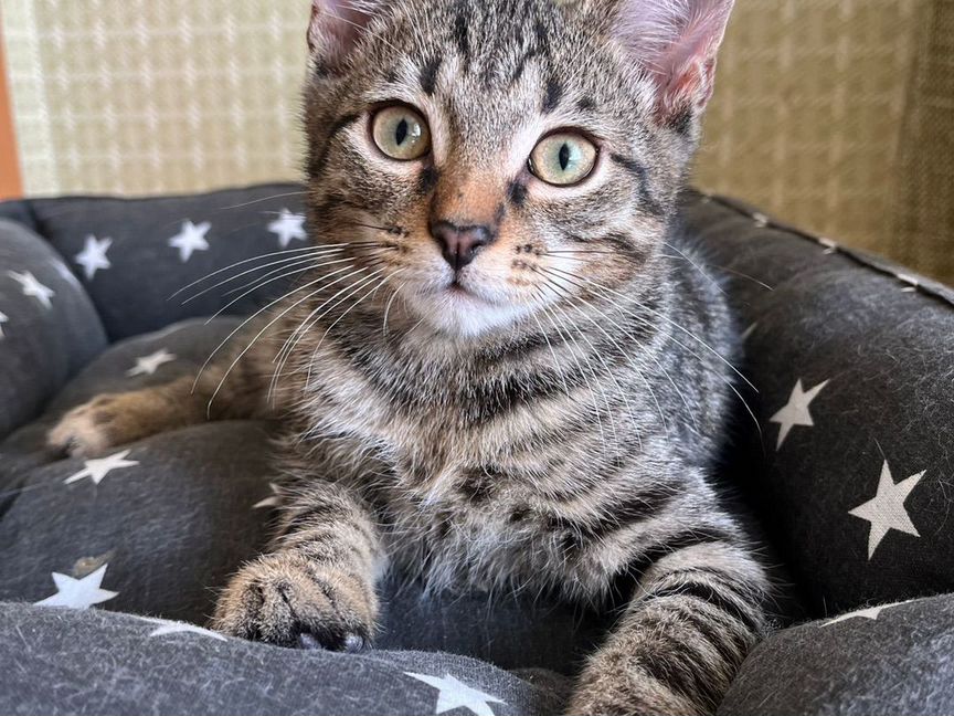 Котенок Ричи