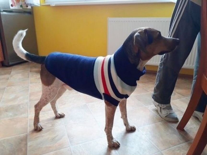 Свитер для собаки новый