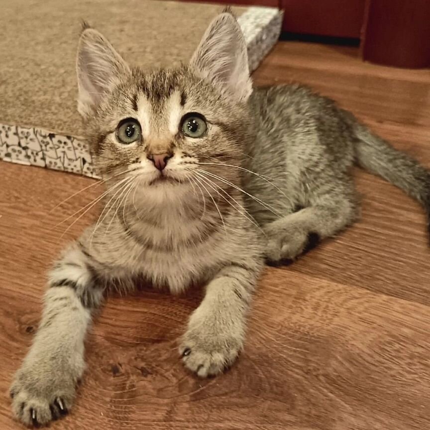 Котенок в добрые руки