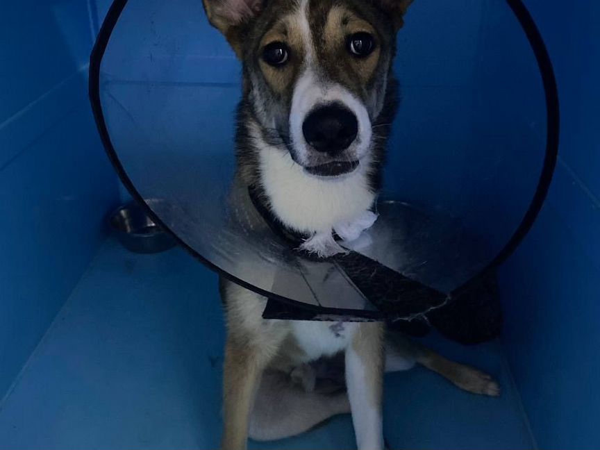 Классный песик