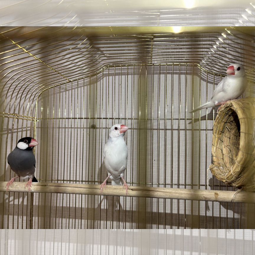 Рисовые амадины (самцы 4 месяца)