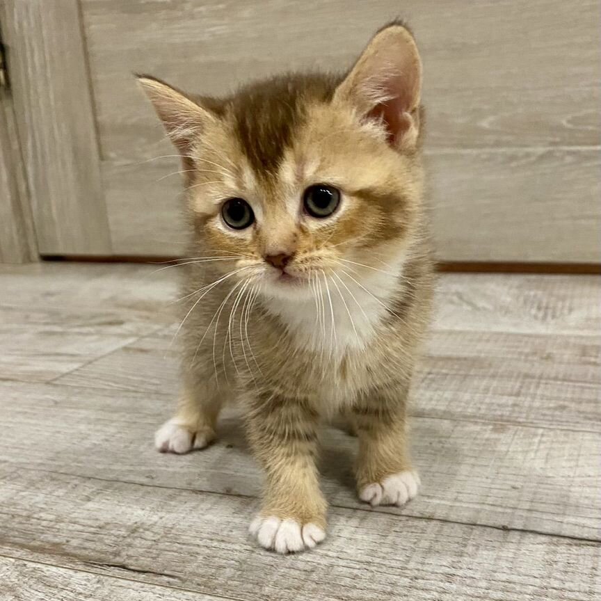 Шотландские котята