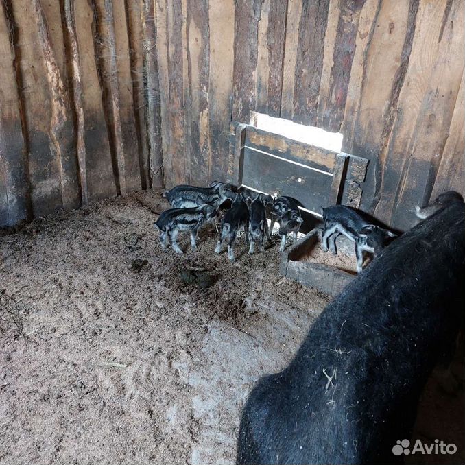 Поросята Венгерской мангалицы