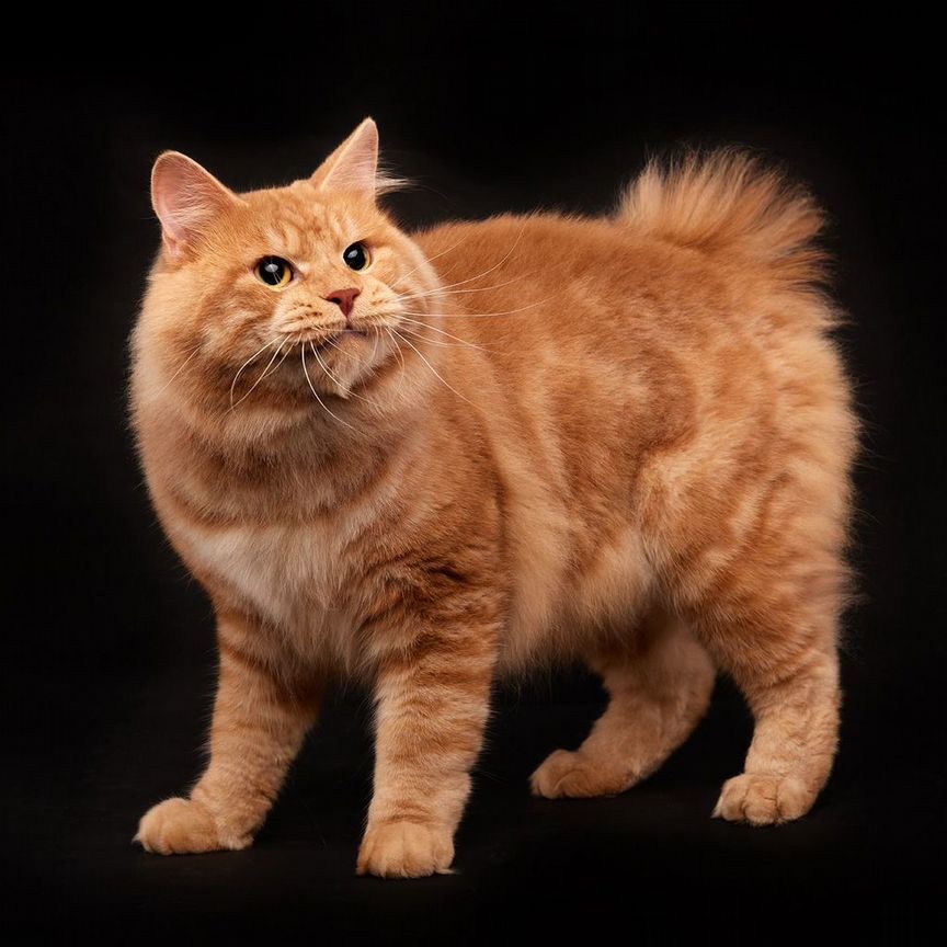 Supreme Grand Champion ICU B-Alen Blue Blood*Ru