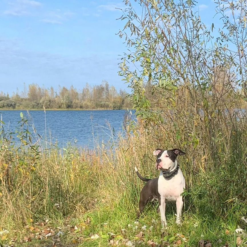 Отдам в добрые руки Амстаффа