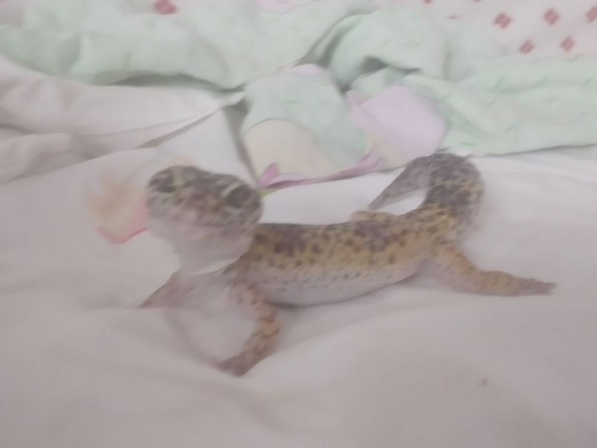 Браслеты для животных